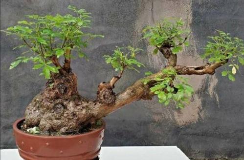 Do these right in May to create a beautiful yellow wattle bonsai - iMedia