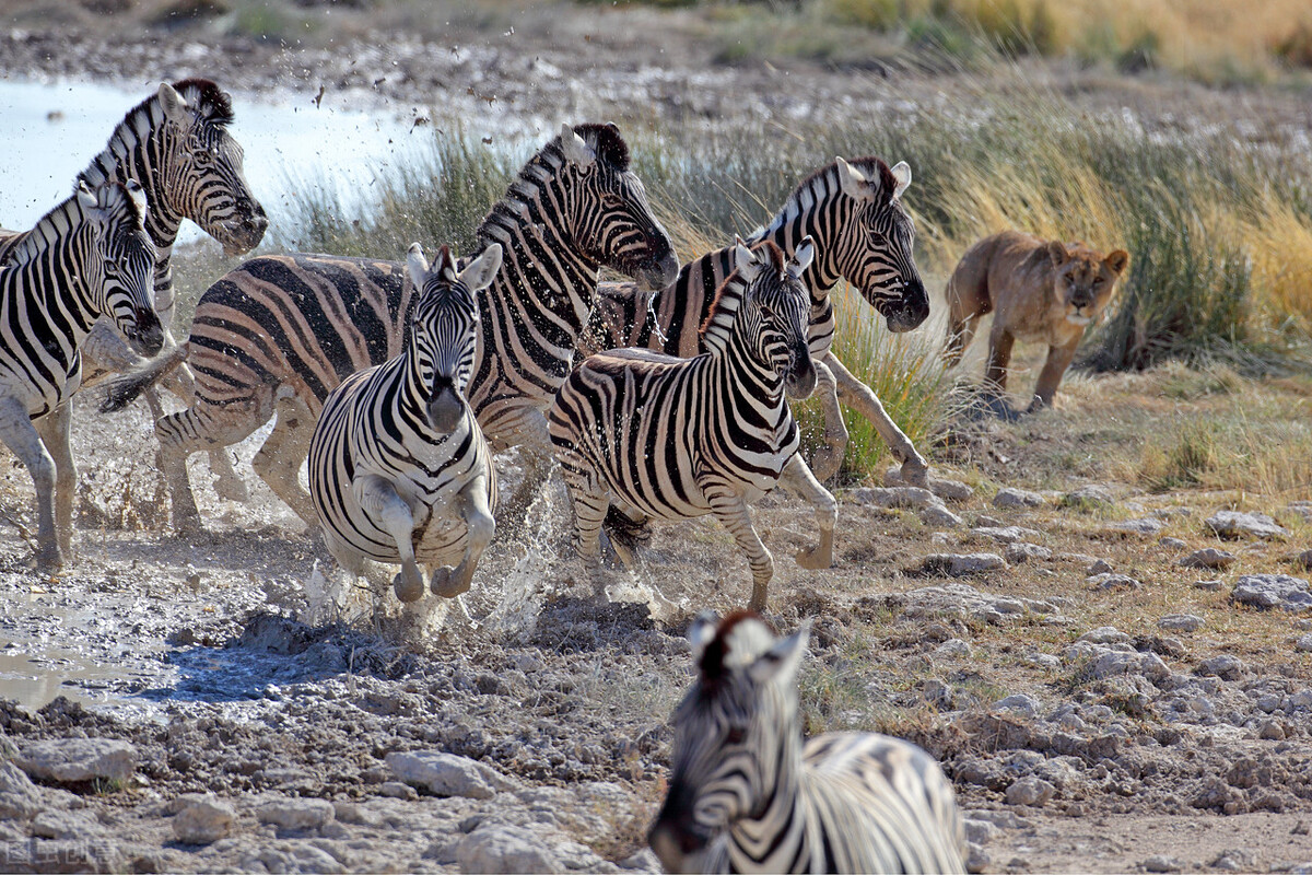 The lion hunted the baby zebra and was kicked in the head by the mother ...