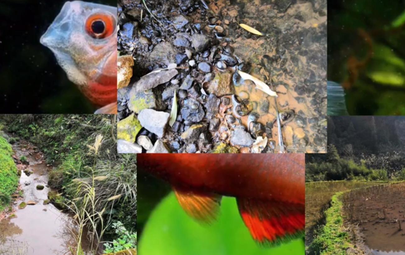 China's native fish, volcanic turtles, is being "slowly killed" - iNEWS