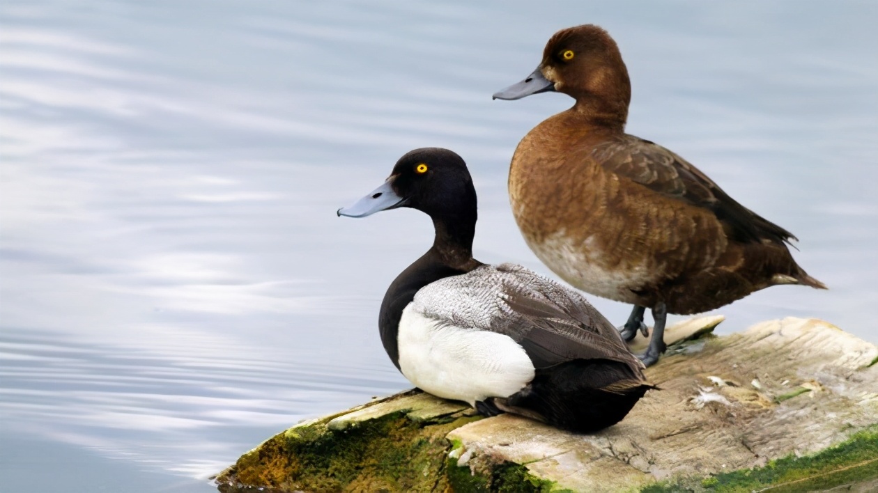 In the face of breeding competition, the duck can change its size, even ...
