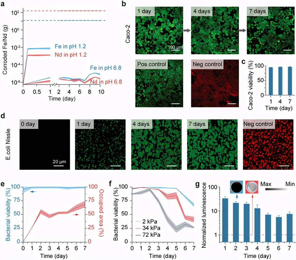 MIT Zhao Xuanhe "AFM" Magnetically active hydrogel for intestinal ...
