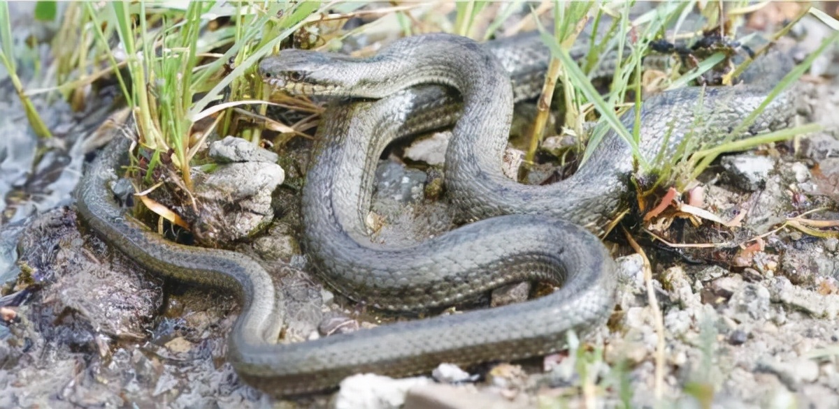 Hot Spring Snake: "Survivor" in Adversity! Unique to China?Only ...