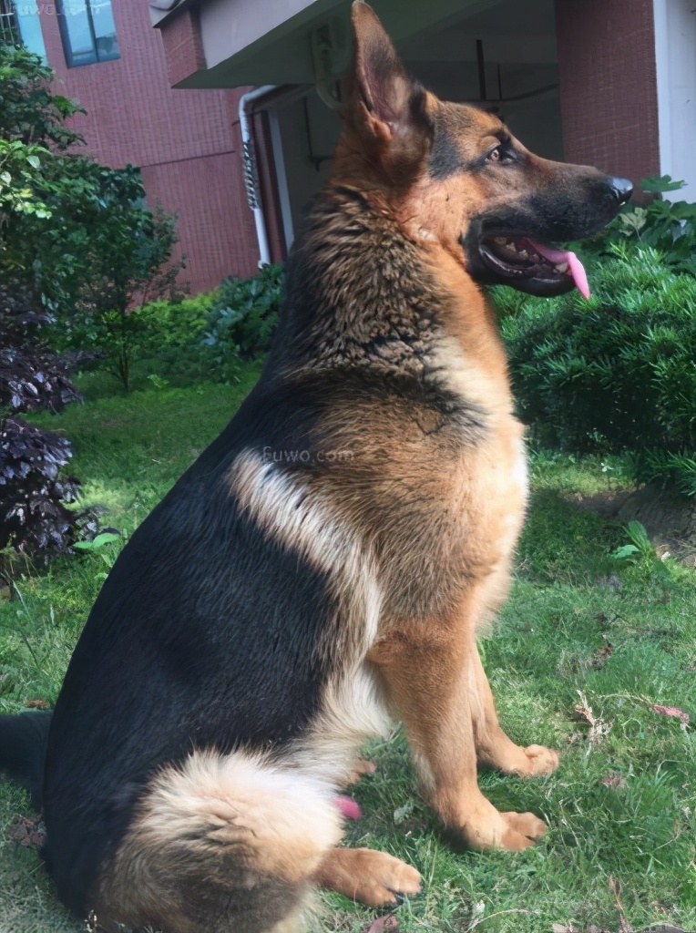 These 6 kinds of dogs have good "gatekeeper" qualifications, among ...