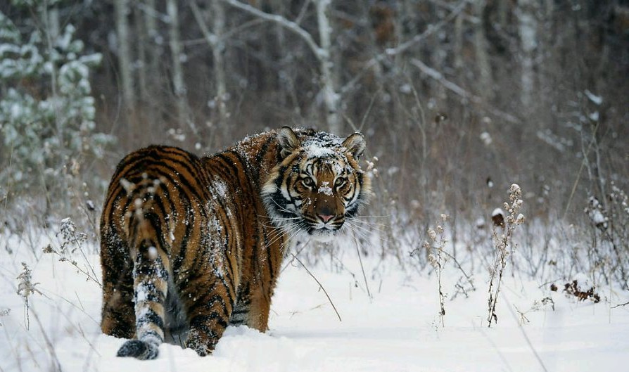 Tiger ancestor was a cat?Evolutionary history is too inspiring, from ...