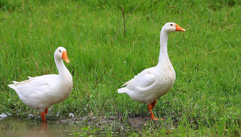 How strong is the goose's fighting power?Why is it not afraid of people ...