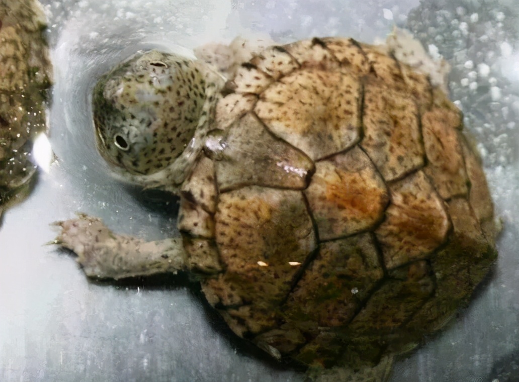 龟类图集淡水两栖西南渔业网 水花鱼 水产养殖专业网 渔业行业门户网 西南水产网 第一线养鱼网 丰祥渔业网 永川水花网为您服务！