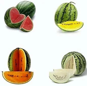 Biological Album: Who are qualified to eat melons, what are the 7 wild ...