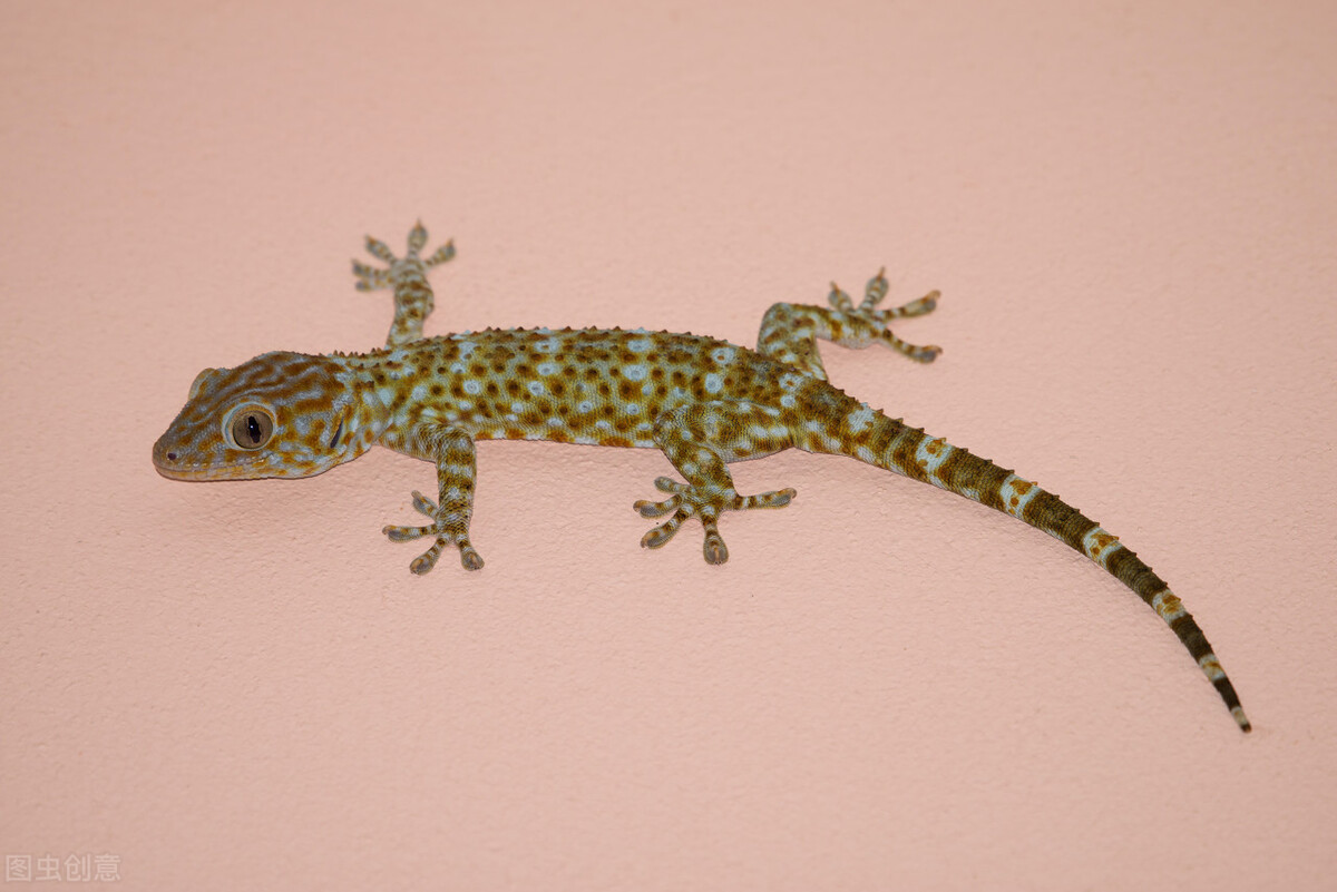 Why was the gecko harmless to people called the "five poisons" by the ...