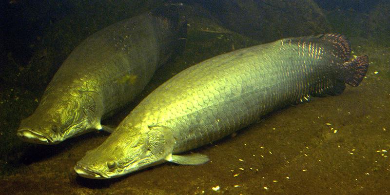 New Giant Bone Snakefish - iNEWS