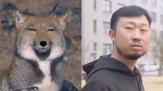 Exploring the hidden domain 53-You see that Tibetan fox looks like a ...