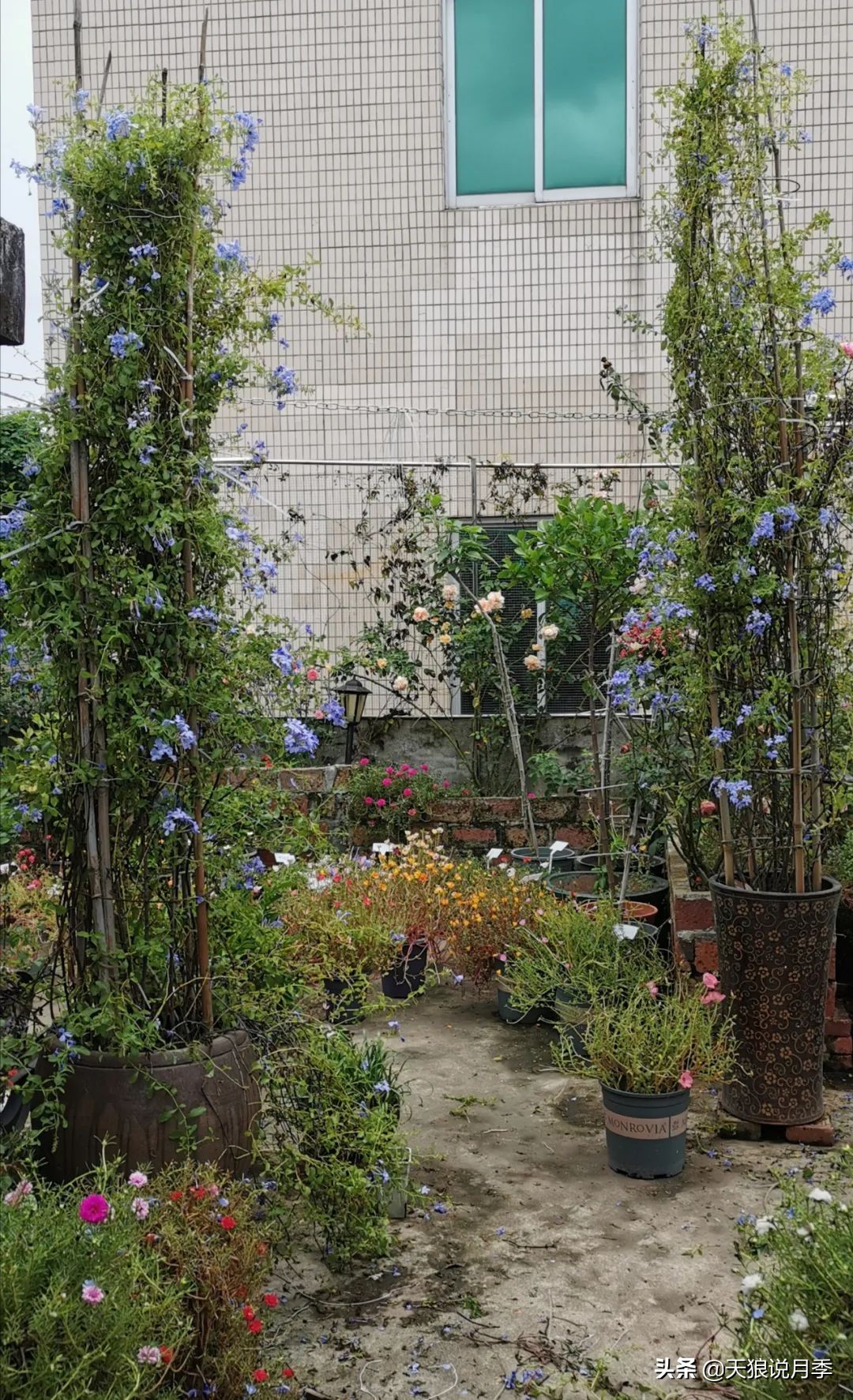 Low cost to create a red and blue snowflake arch, you can also have the ...