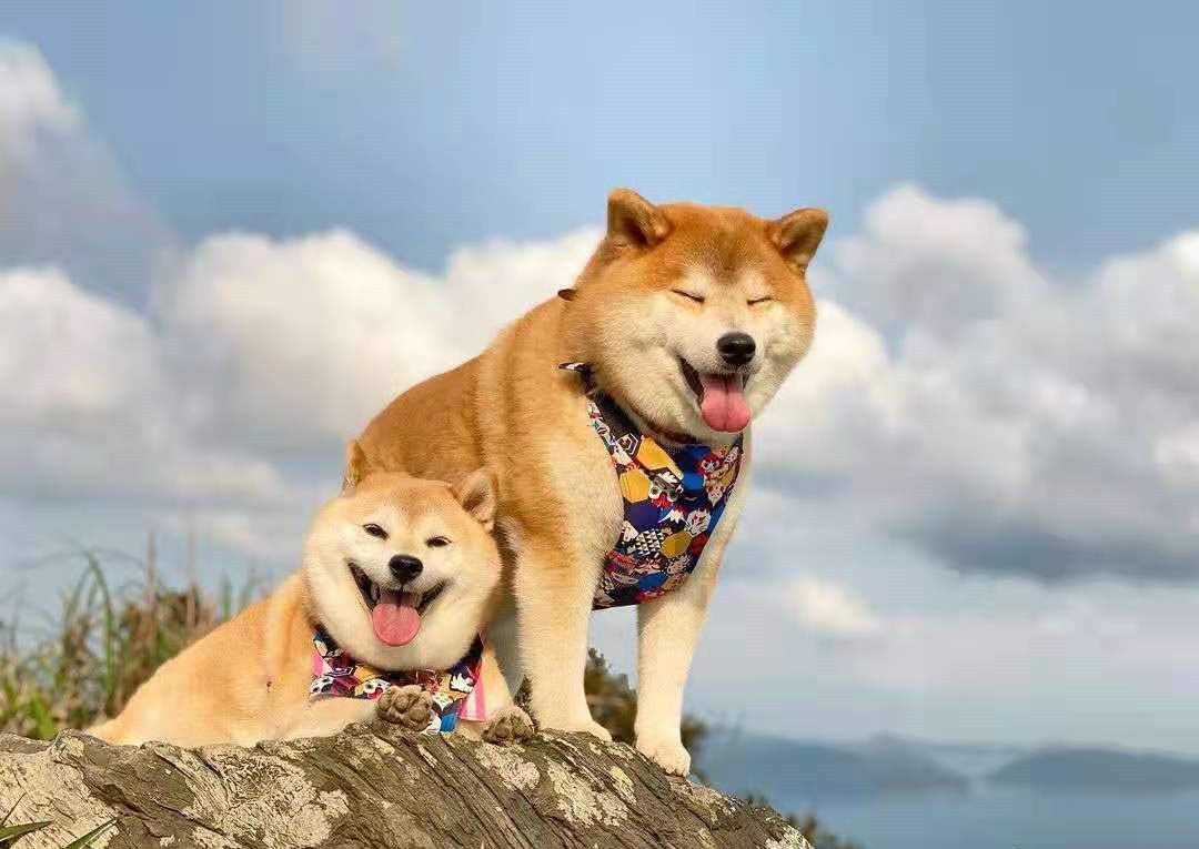 How to choose Shiba Inu?How to distinguish good from bad? - iNEWS