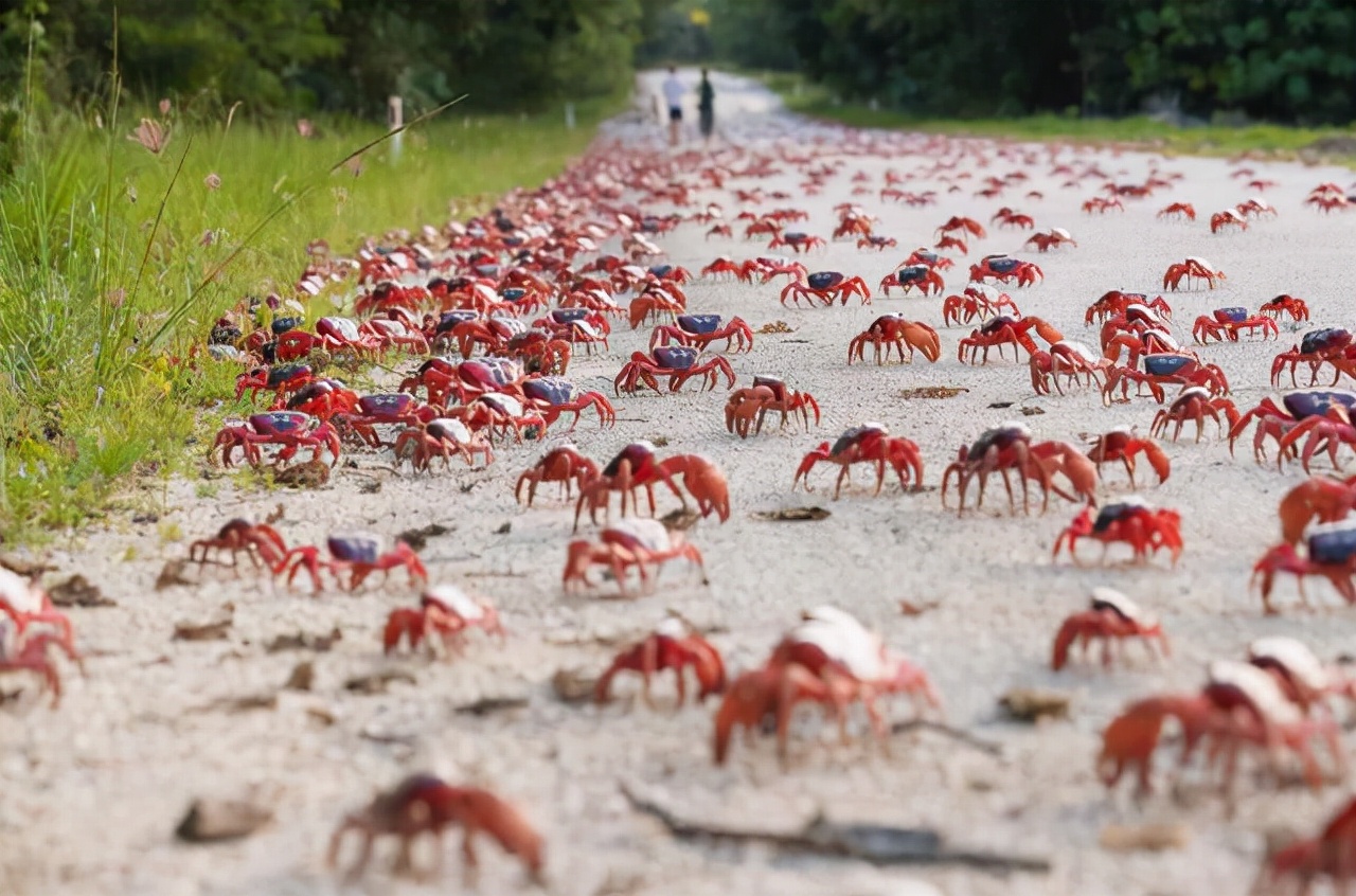 Tens of thousands of crabs migrate, and the "Red Sea" appears on the ...