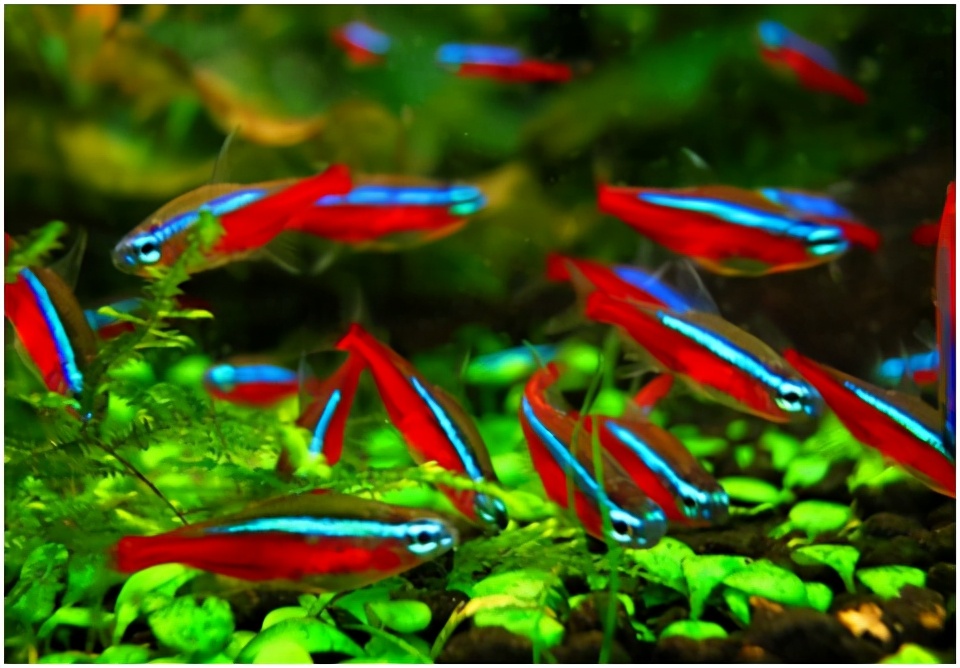 Cute and beautiful traffic light fish - iMedia