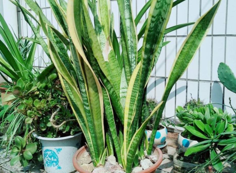 Raising tiger piran, do this before and after the winter, the new ...