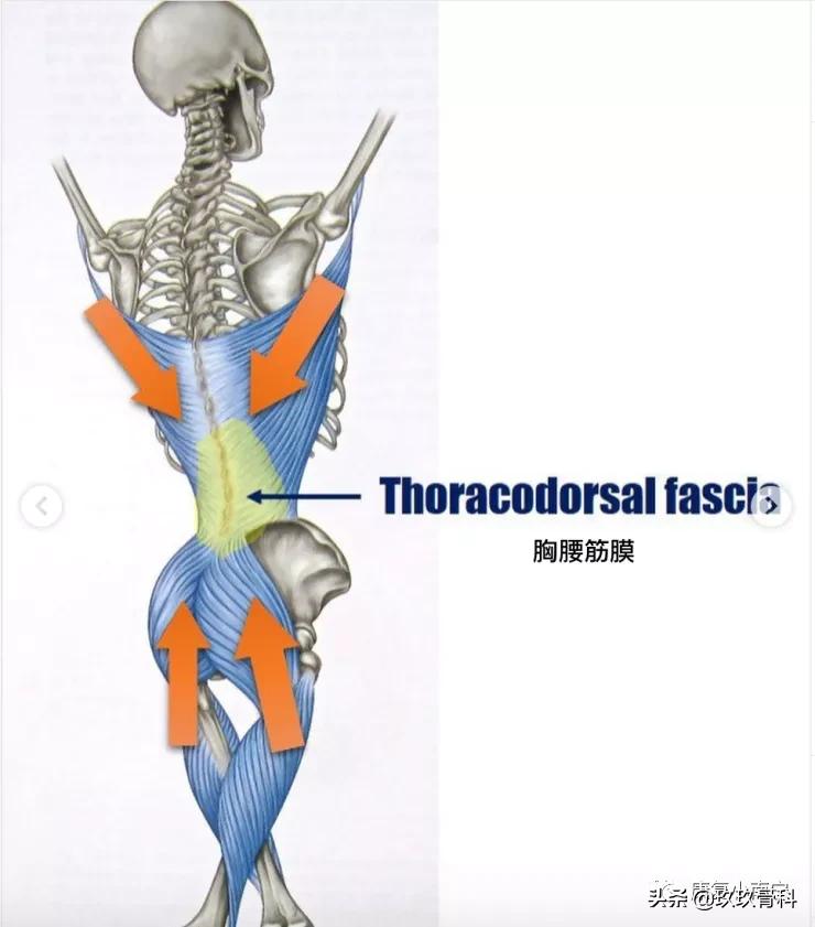 Do you know the importance of thoracolumbar fascia for exercise? - iNEWS