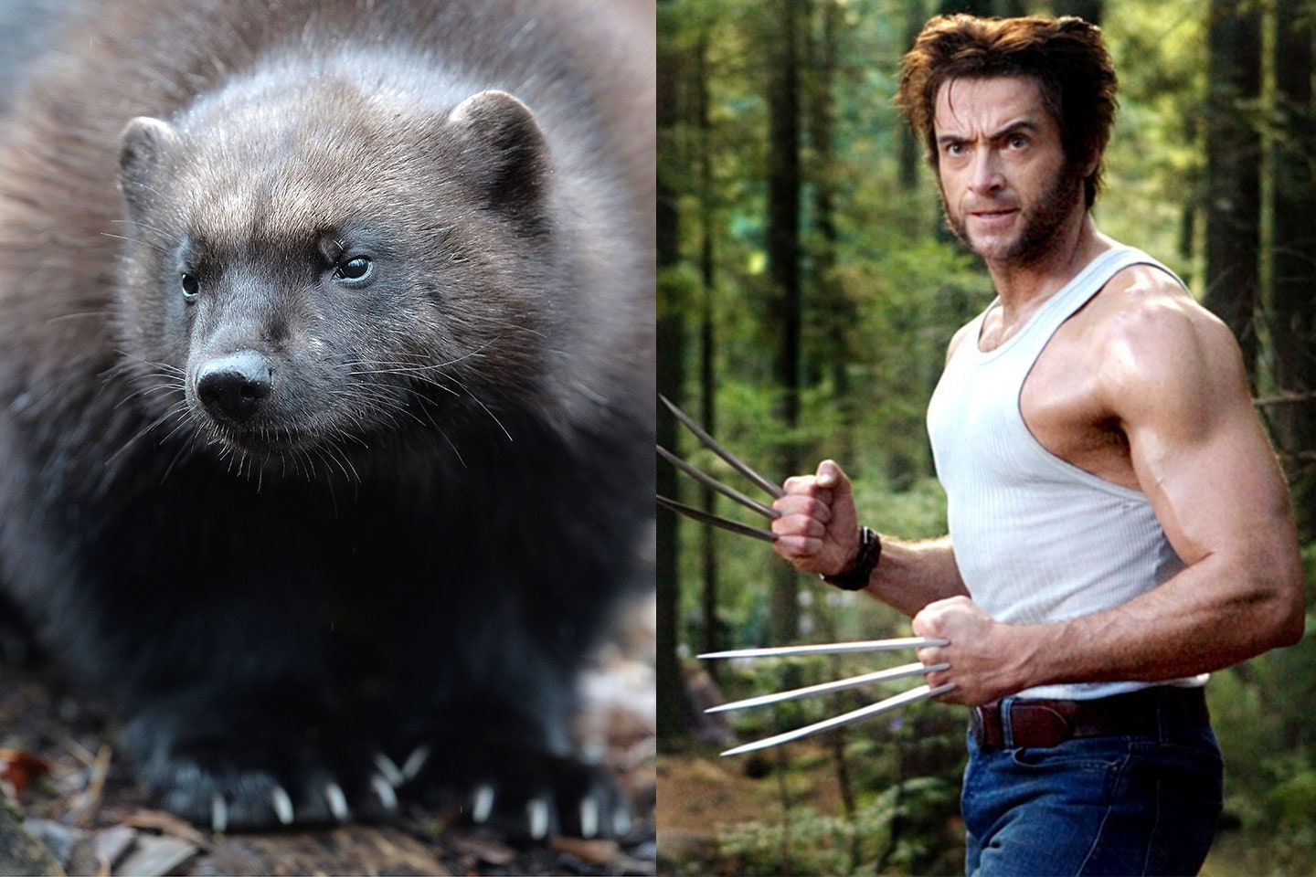 Pitbull vs. Wolverine, the peak match between domestic and wild, who is ...
