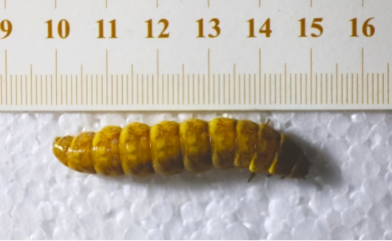 "Giant fireflies" appeared in Sichuan, several times larger than common ...