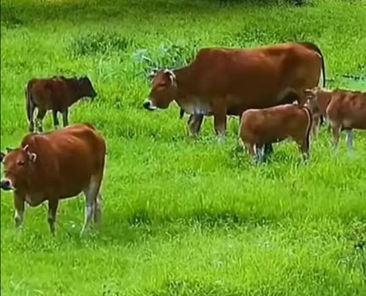 Chinese Shou Zu: Peng Zu's health essence and enlightenment - iMedia