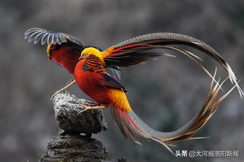The legendary Phoenix archetype, Golden Pheasant, the golden pheasant ...
