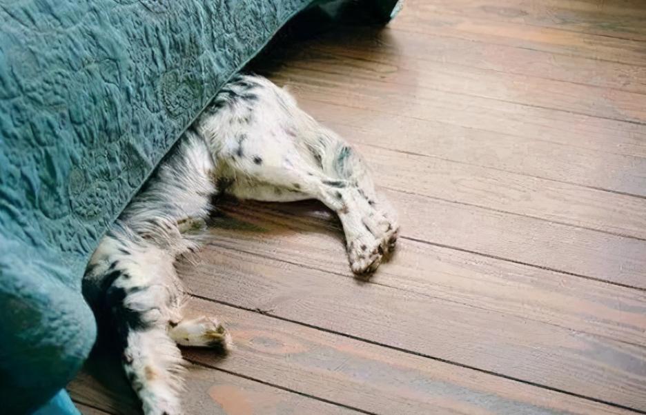Watchdogs will accept their fate when they are beaten, and pet dogs ...