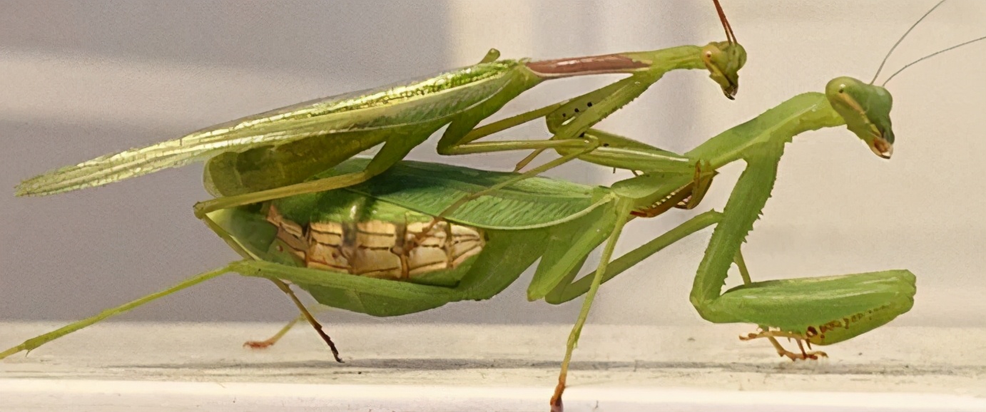 In order to avoid being eaten after mating, the male praying mantis ...