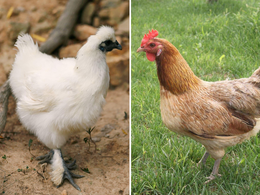 What is the difference between black-bone chicken and ordinary chicken ...