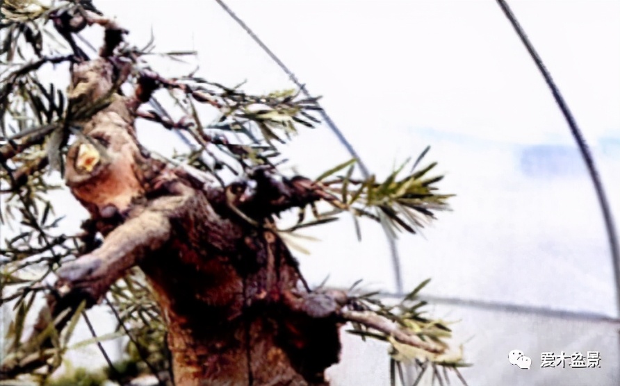 A Luo Han Song's initiality - iNEWS