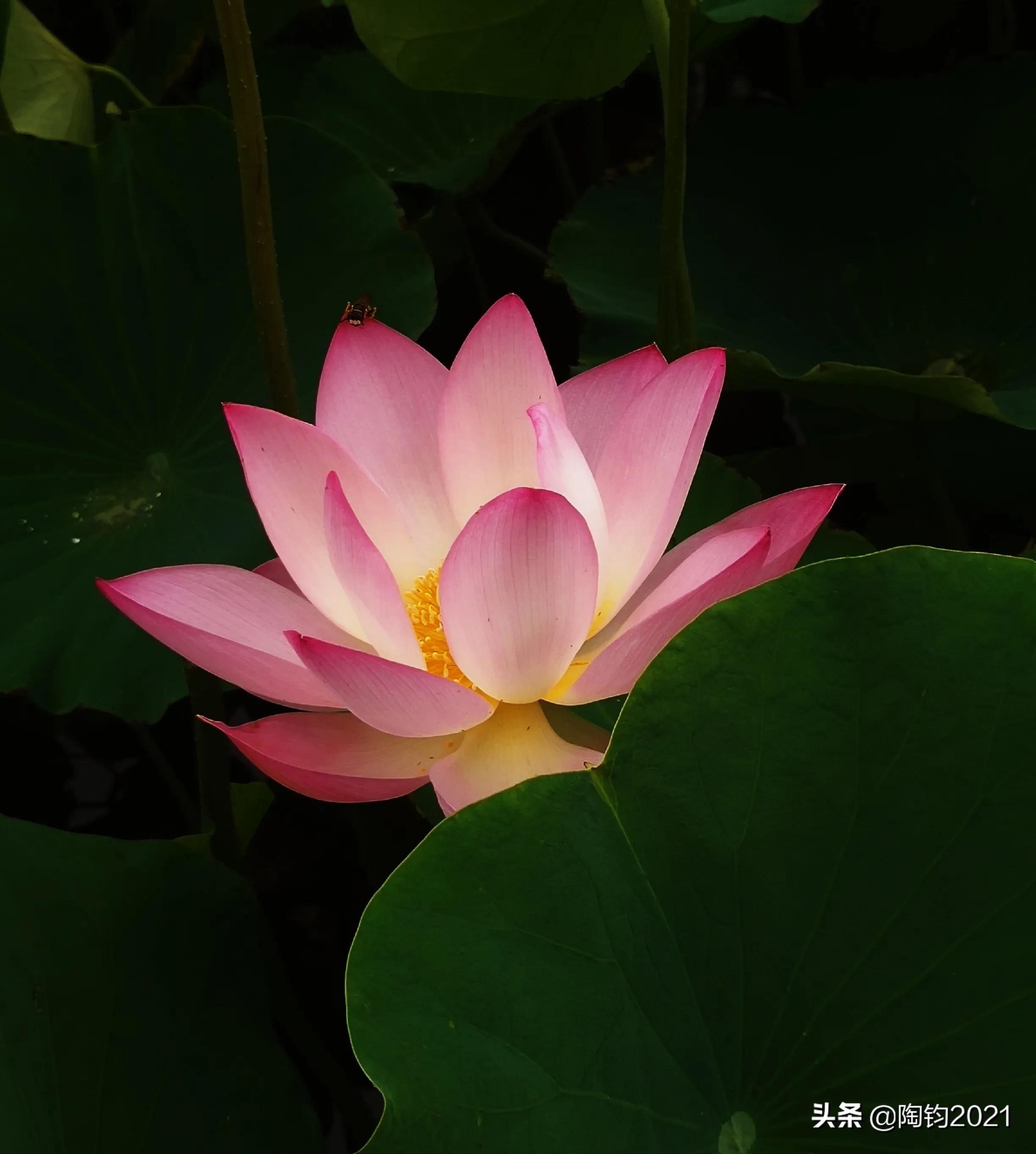 Reading Zhou Dunyi's "Theory of Love Lotus" to teach others, appreciate ...