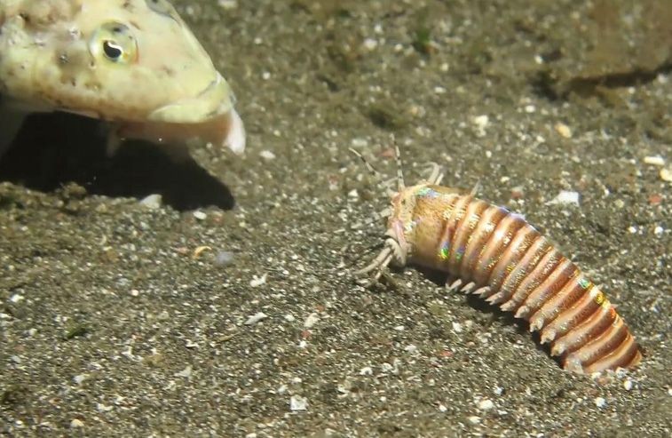 Ocean Worm Bobit: Can tear fish in an instant, hell-level killer in the ...