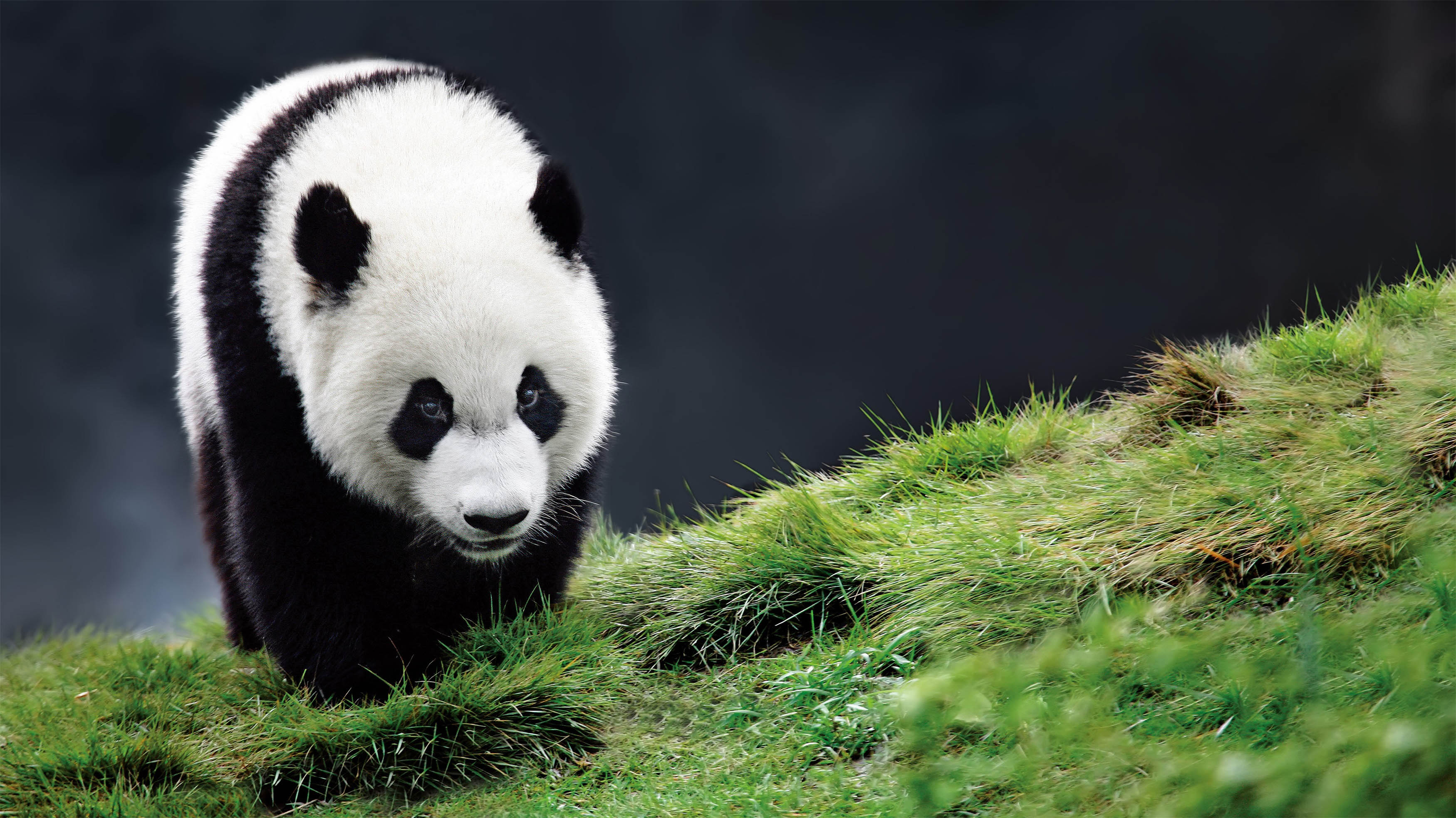 Five countries in the world that love pandas most, some countries have ...