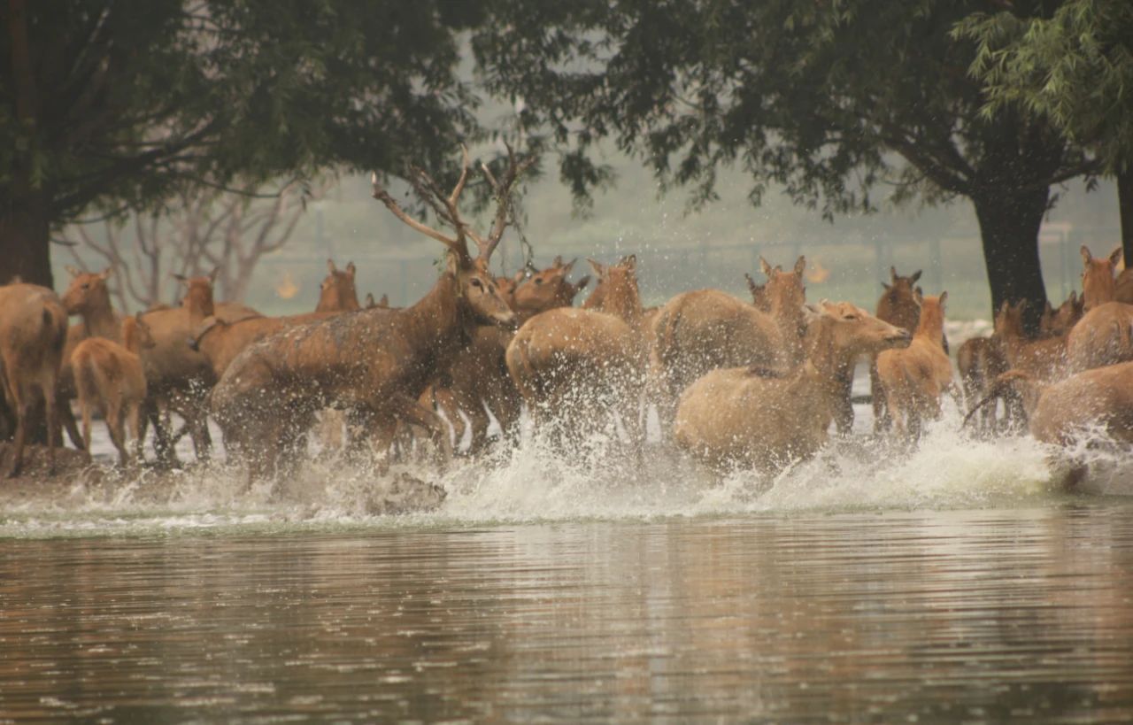 Thirty-five years of Beijing-Tianjin-Hebei elk (with many precious ...