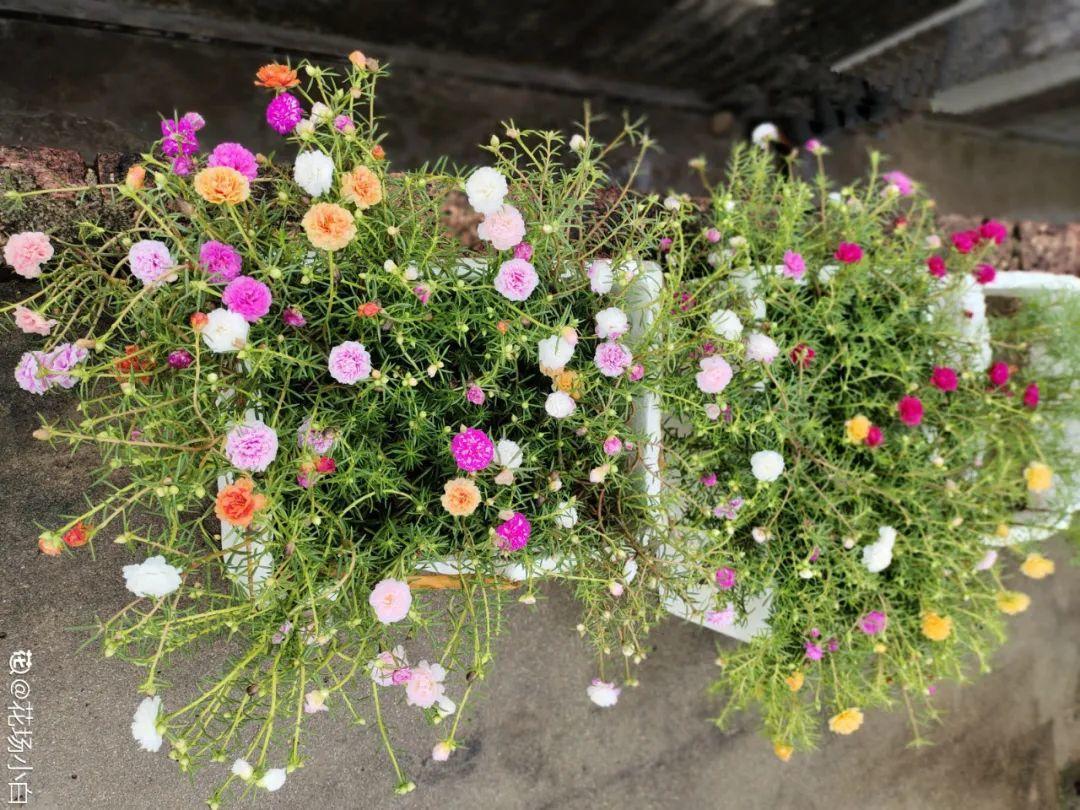 6 kinds of flowers are cut in summer, the branches are chopped into 8 ...