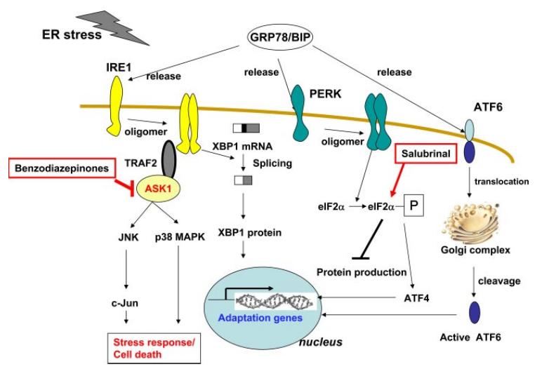 ChemBridge compound library screening reveals a new endogenous ...