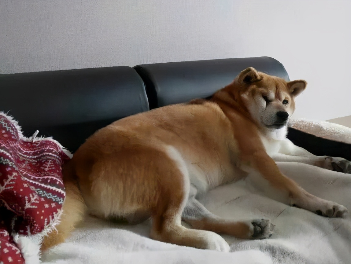 Shiba Inu is thin and ugly, how can you gain weight? - iNEWS