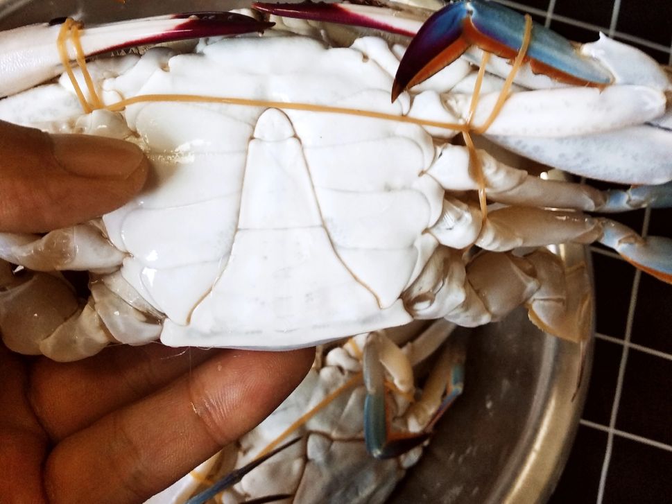 What is the difference between flying crab and swimming crab?Why do ...