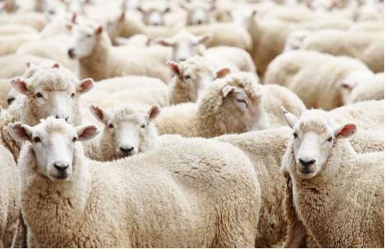 What is the herding effect?How can investors overcome the herding ...