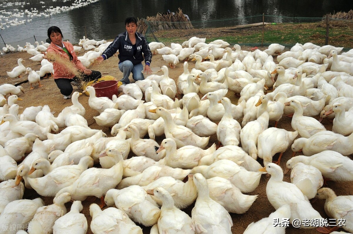 Why do the Japanese call duck dung "soft gold"?It turns out that Japan ...