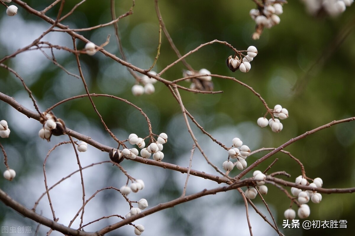 Four early winter Chinese tallow - iNEWS