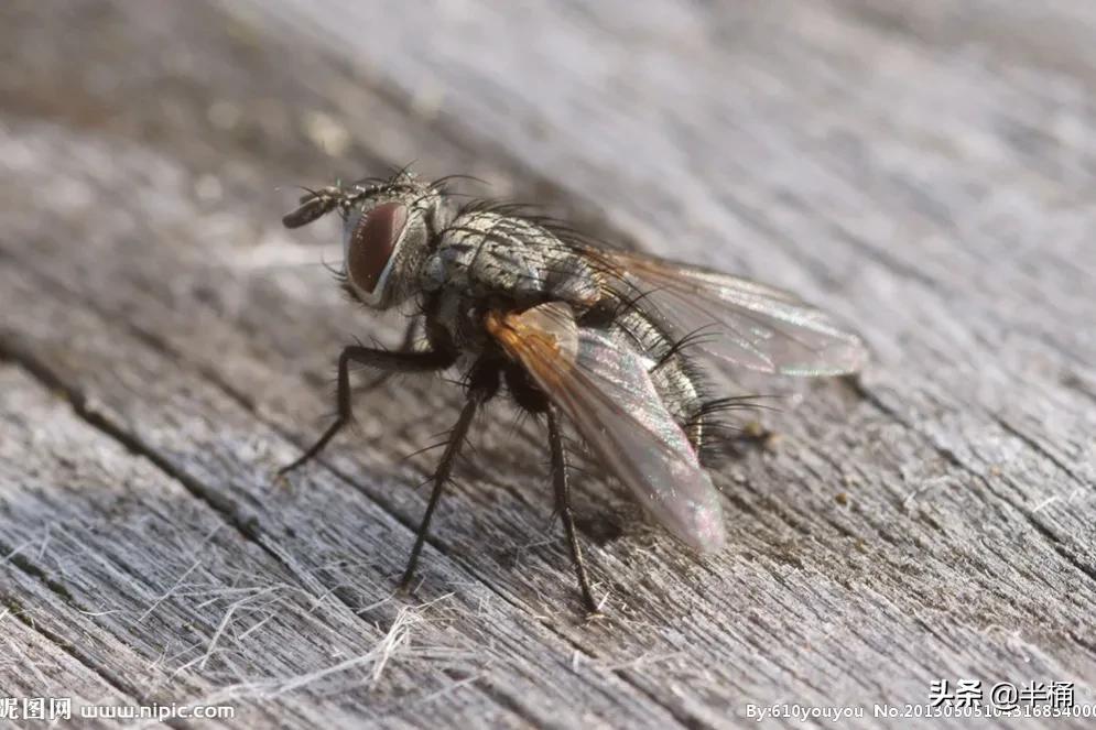 Why would a fly twist its head off to play?How long can headless flies ...
