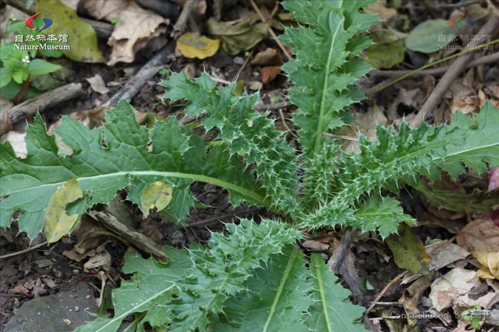 Love plants: eat thistle no matter how good it looks - iNEWS