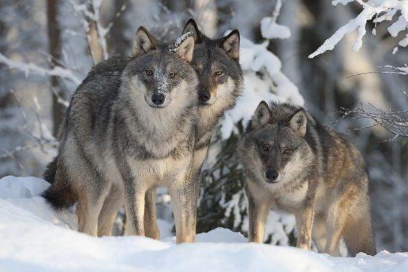 The battle between lynx and wolves: a trick that makes the wolves ...