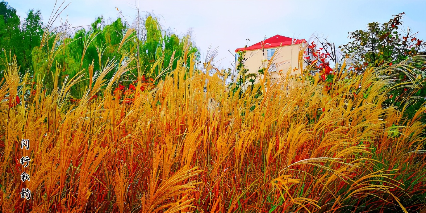 Minhang Cultural Park hides beautiful autumn colors, and autumn is ...