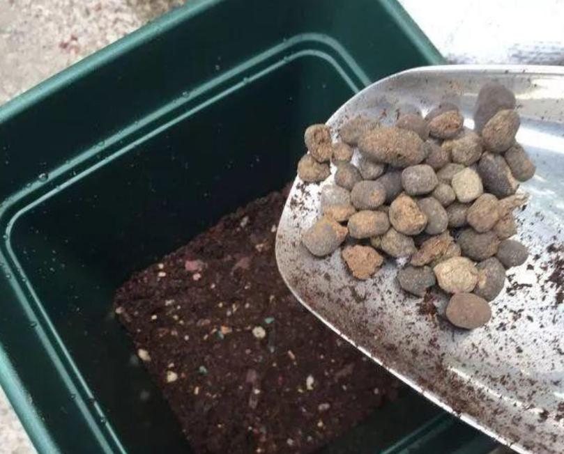 Raising tiger piran, do this before and after the winter, the new ...