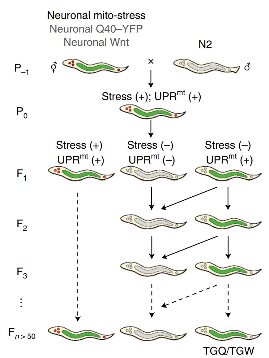 Does the stress resistance inherited from the "mother" count as a plug ...