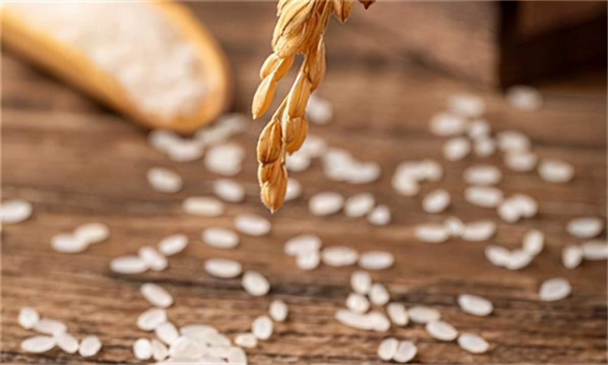 Why do you like Northeast rice? What's so good about it? - iNEWS