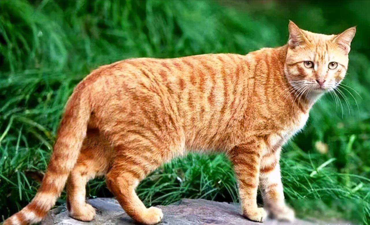 7 classic "Chinese Pastoral Cats", which one do you like best? - iNEWS