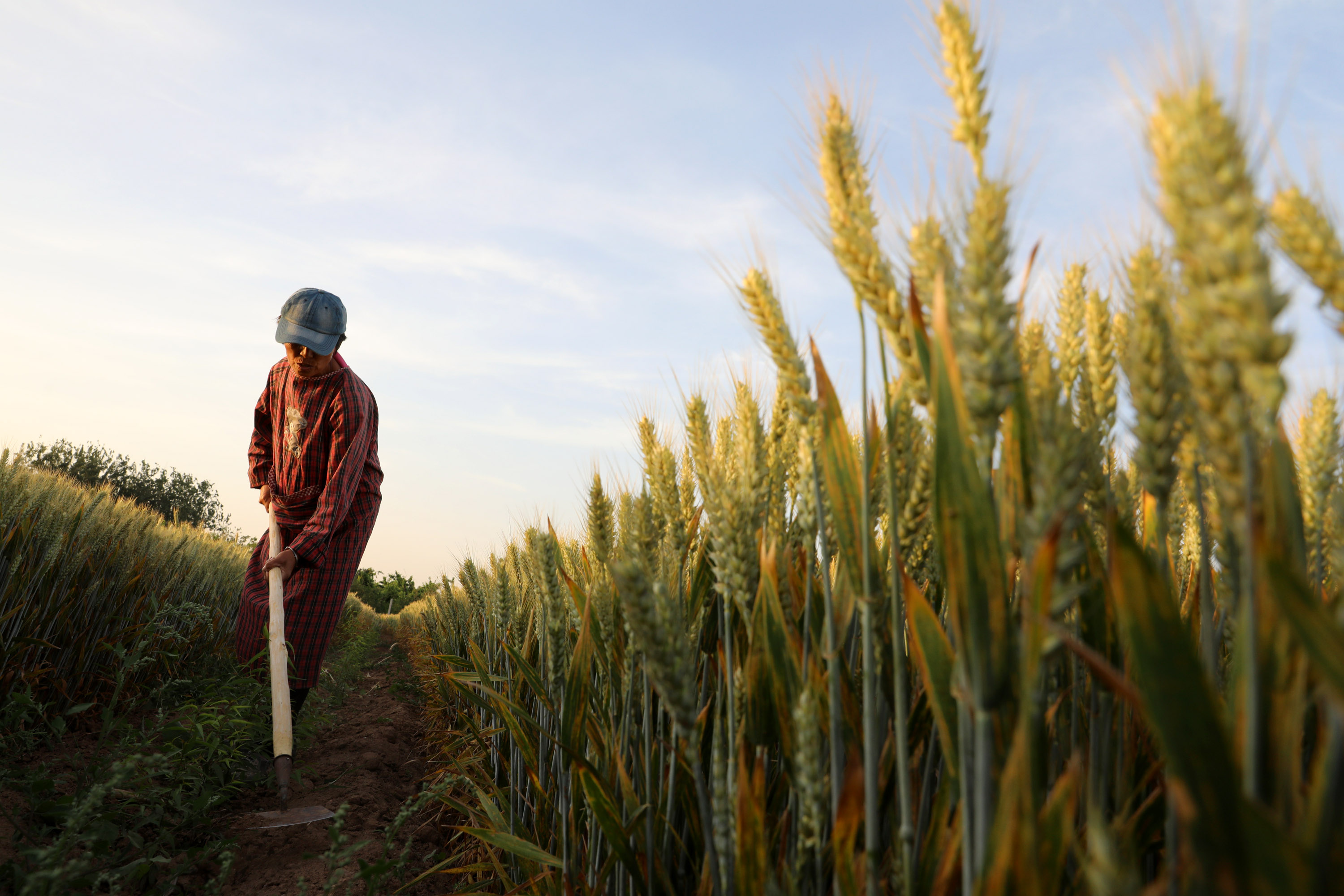 The ranking of countries with the highest food self-sufficiency rate in ...