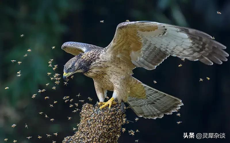 The eagle is among the ten thousand enemies, dare to single out the ...