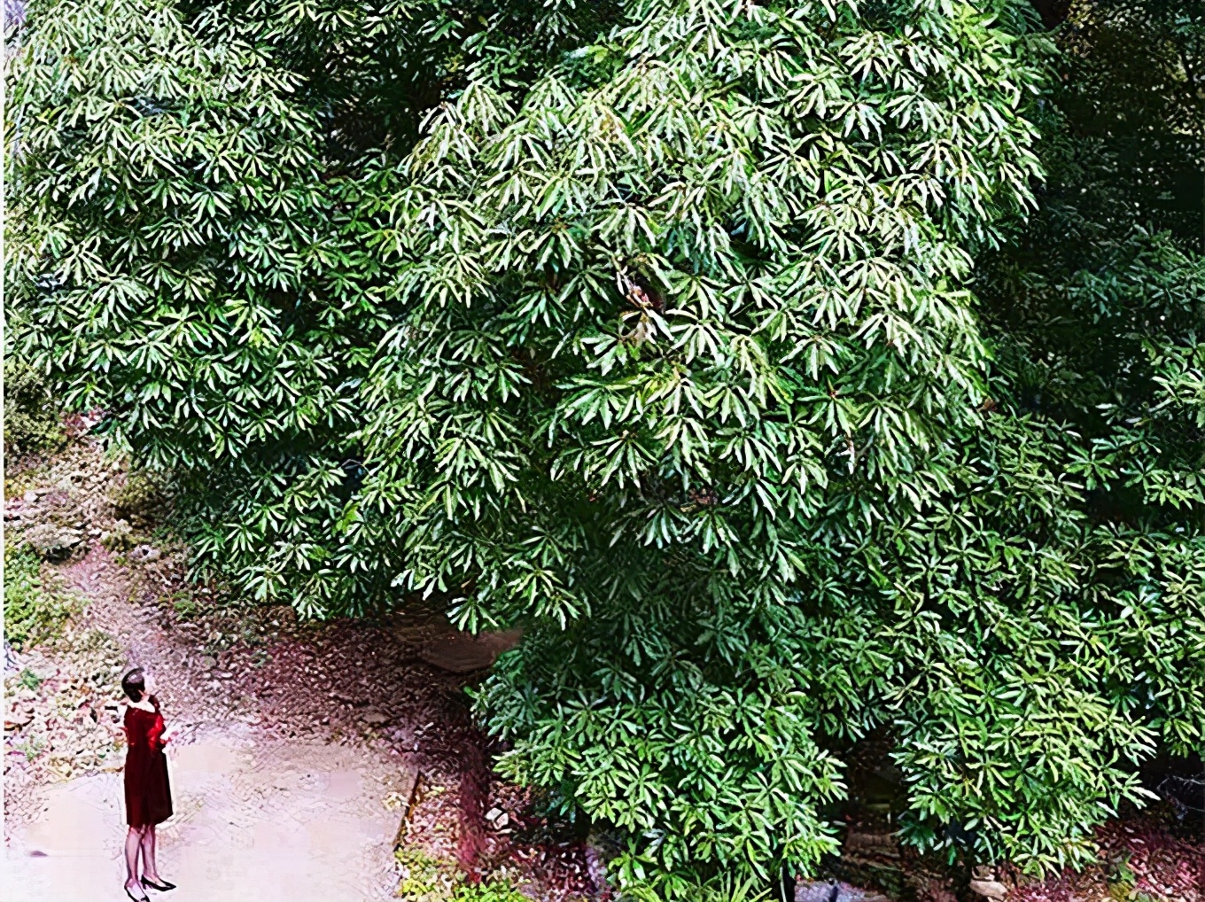 Phoebe is the best among trees, the price of wood is very expensive ...